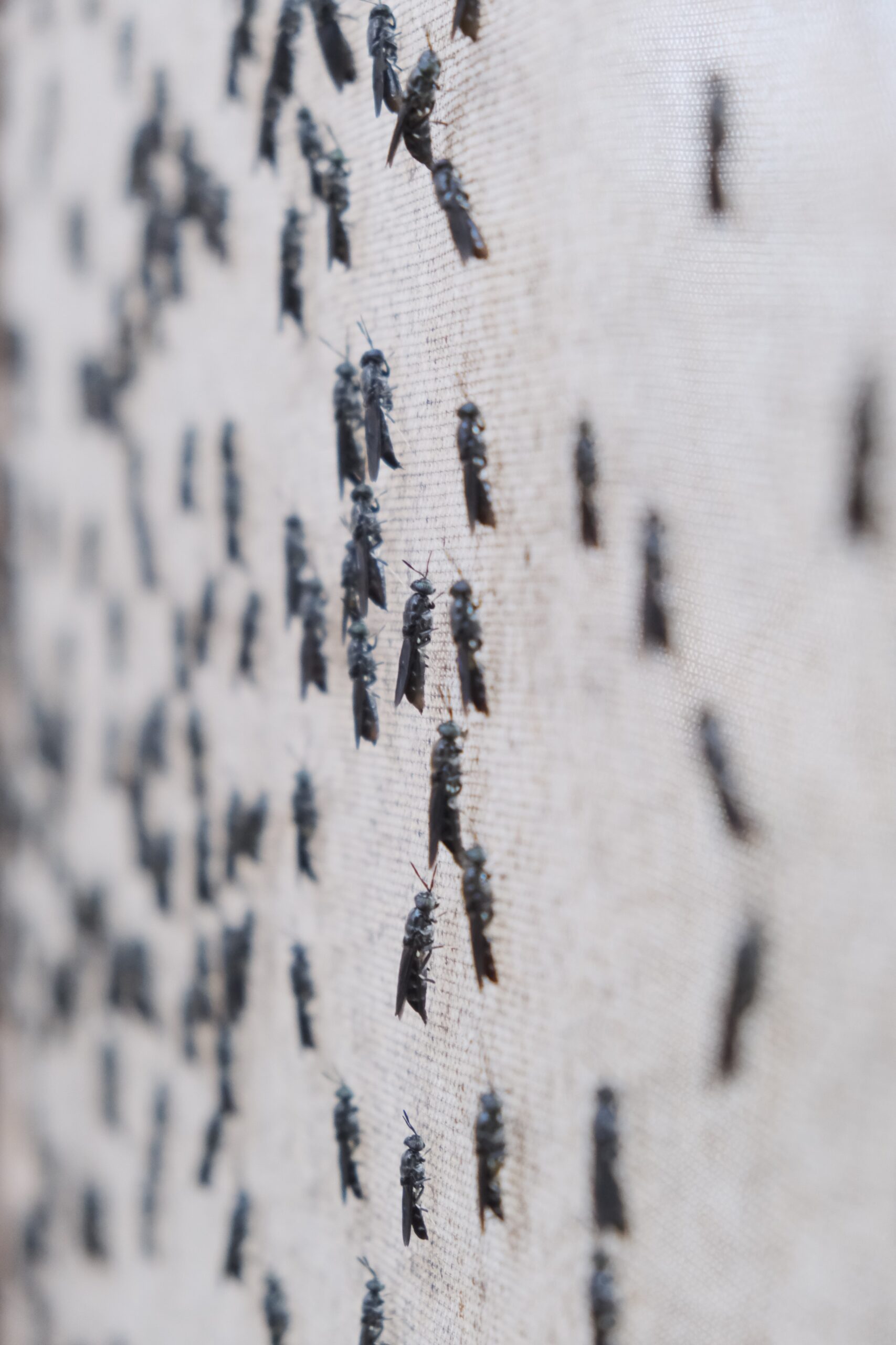 insect-farming: the next protein alternative.