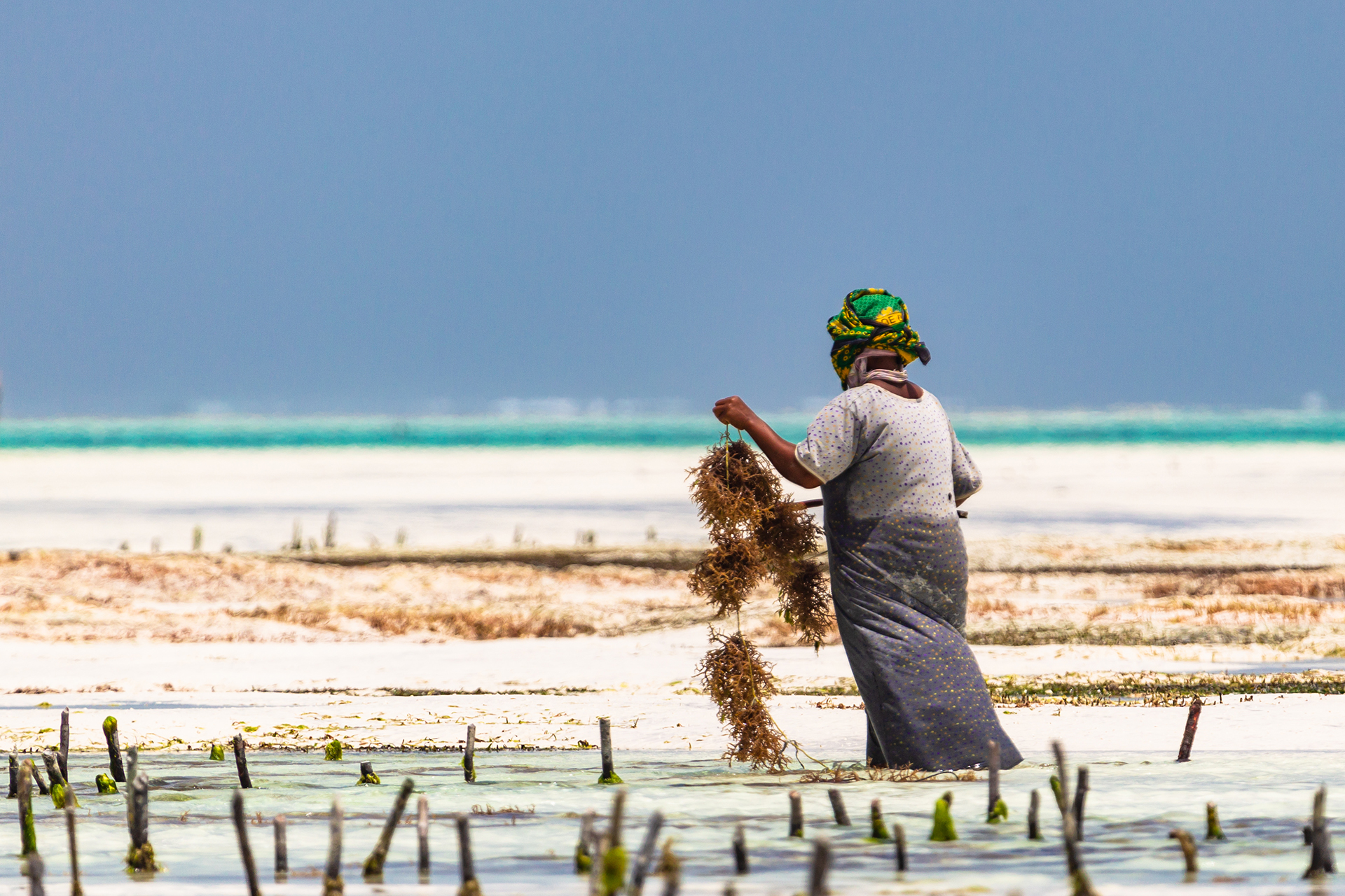 energy under the sea? seaweed as a new biofuel. - futr singapore